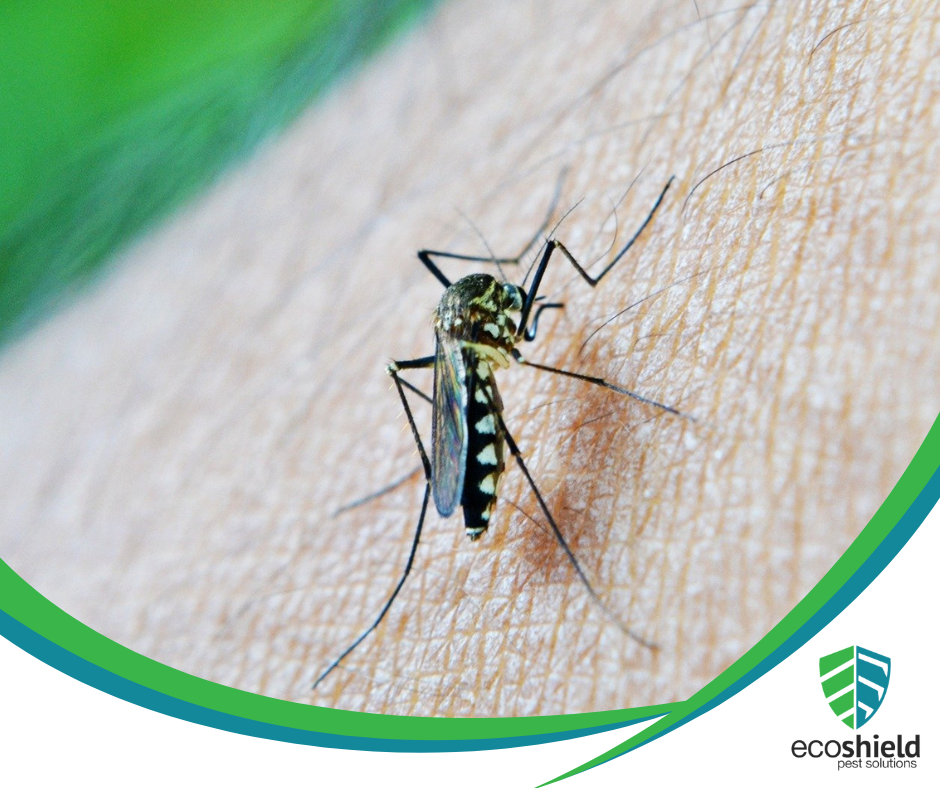 When Does Mosquito Season End? When Does Mosquito Season End?